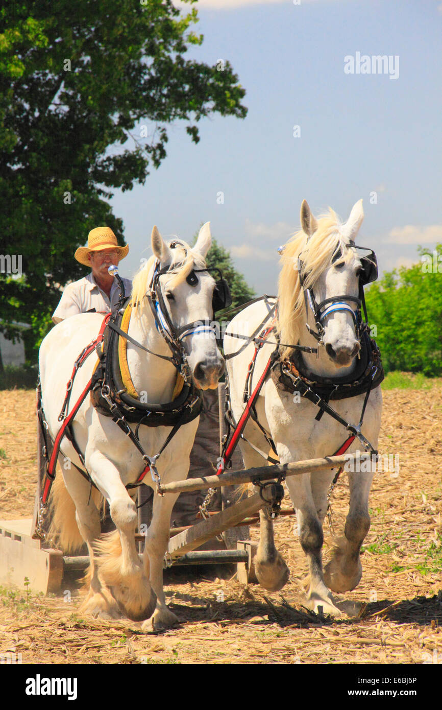 Team of Percheron Horses Pulling a Skid, Virginia Percheron Association ...