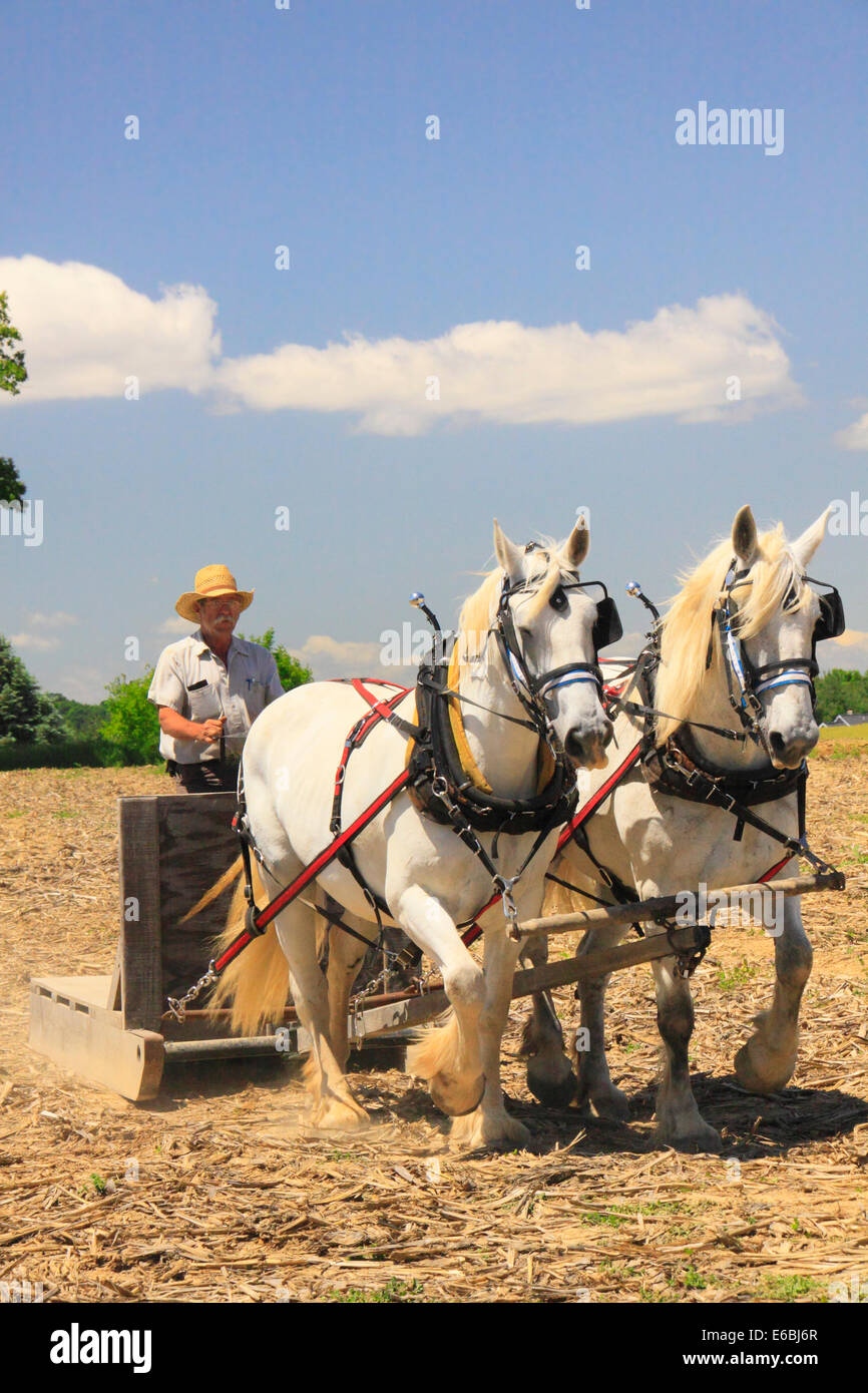 Team of Percheron Horses Pulling a Skid, Virginia Percheron Association ...