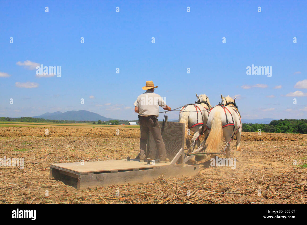 Team of Percheron Horses Pulling a Skid, Virginia Percheron Association ...