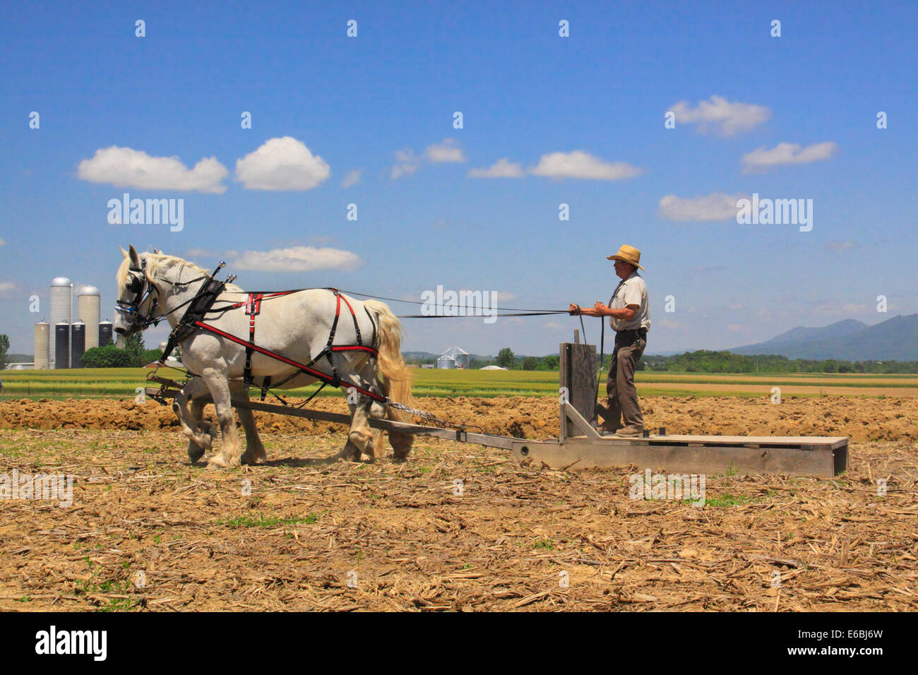 Team of Percheron Horses Pulling a Skid, Virginia Percheron Association ...