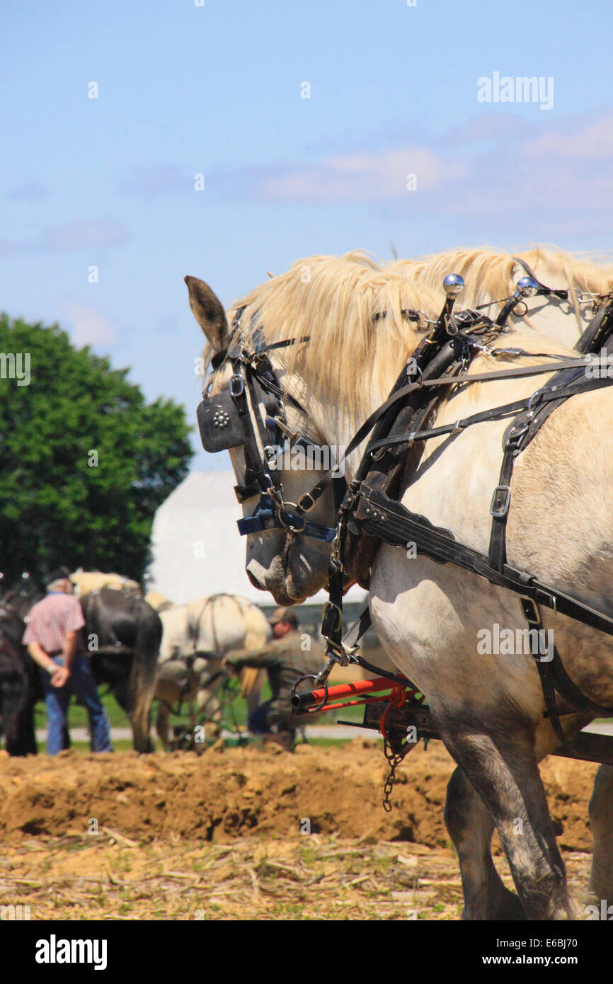 Draft horse farming percheron team hi-res stock photography and images ...