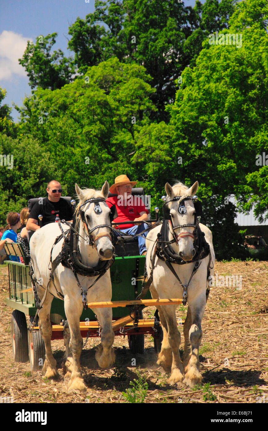 Team of Percheron Horses Pulling a Wagon, Virginia Percheron ...