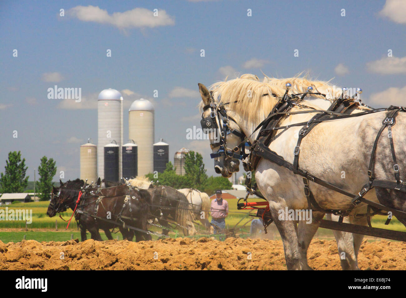 Team of Percheron Horses Plowing, Virginia Percheron Association Field ...