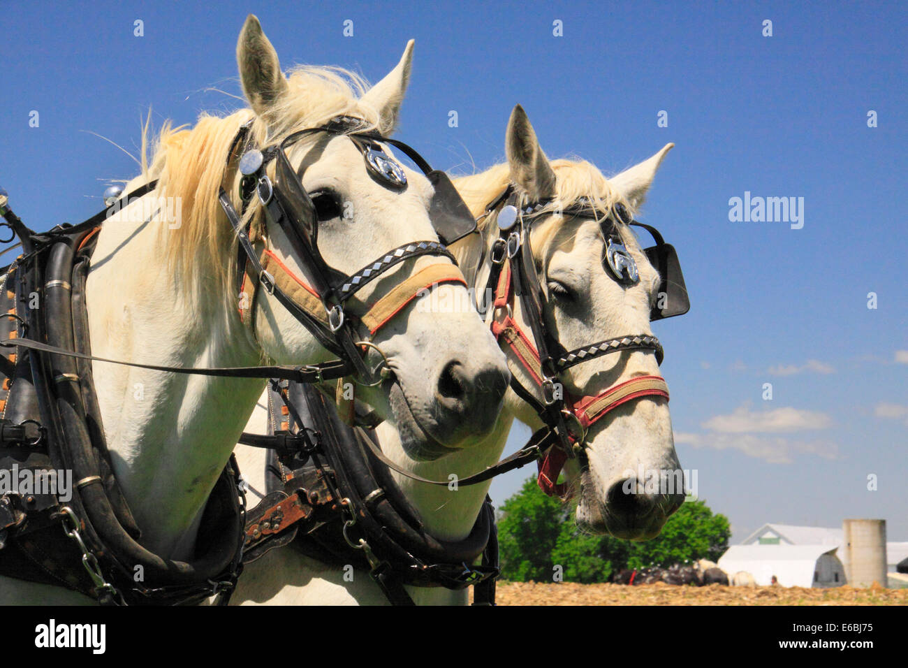 Team of Percheron Horses Plowing, Virginia Percheron Association Field ...