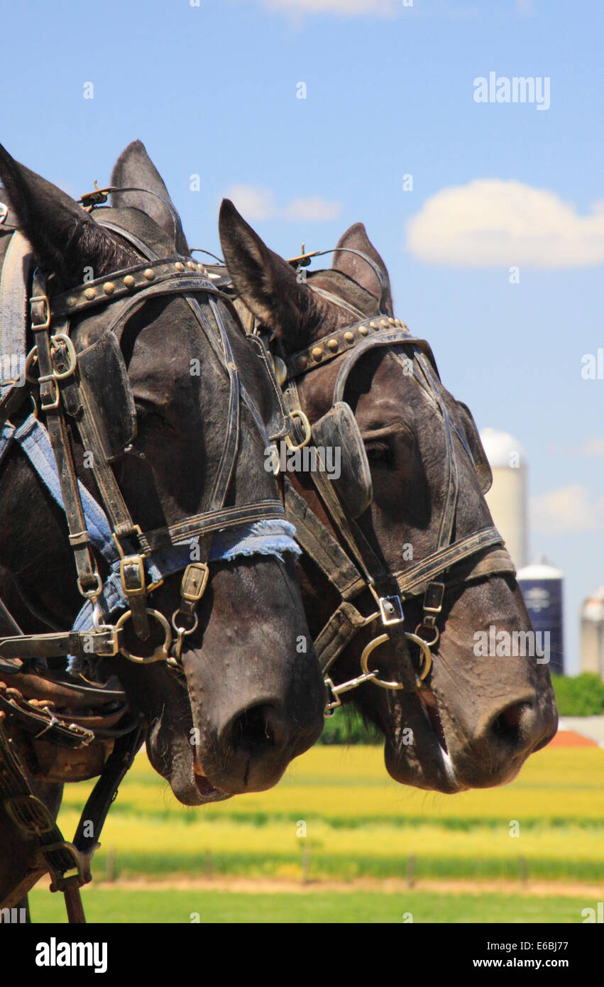 Team of Percheron Horses Plowing, Virginia Percheron Association Field ...