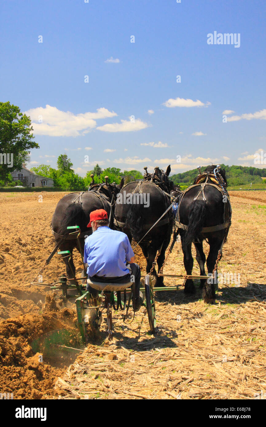 Draft horse farming percheron team hi-res stock photography and images ...