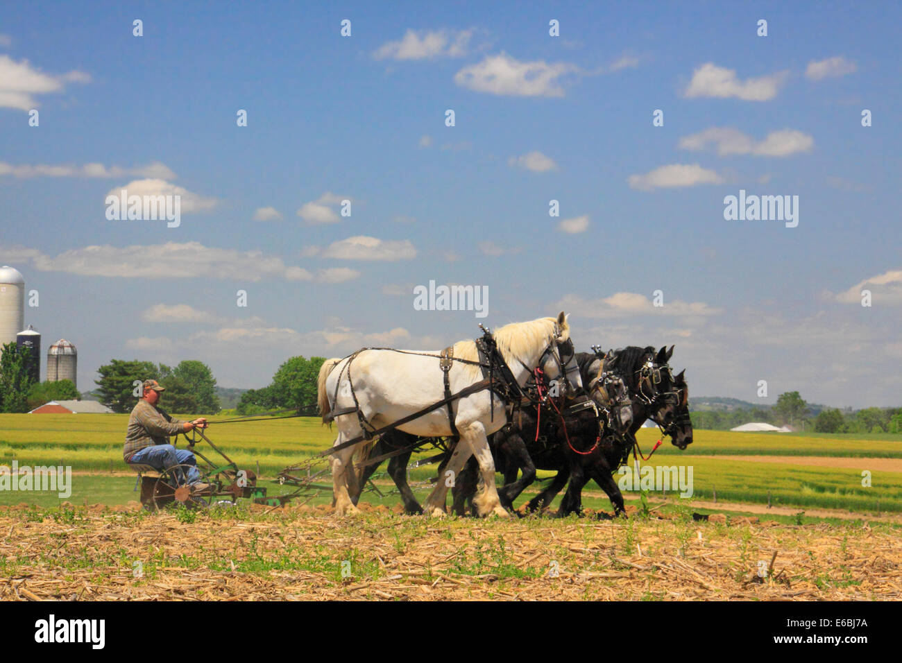 Draft horse farming percheron team hi-res stock photography and images ...