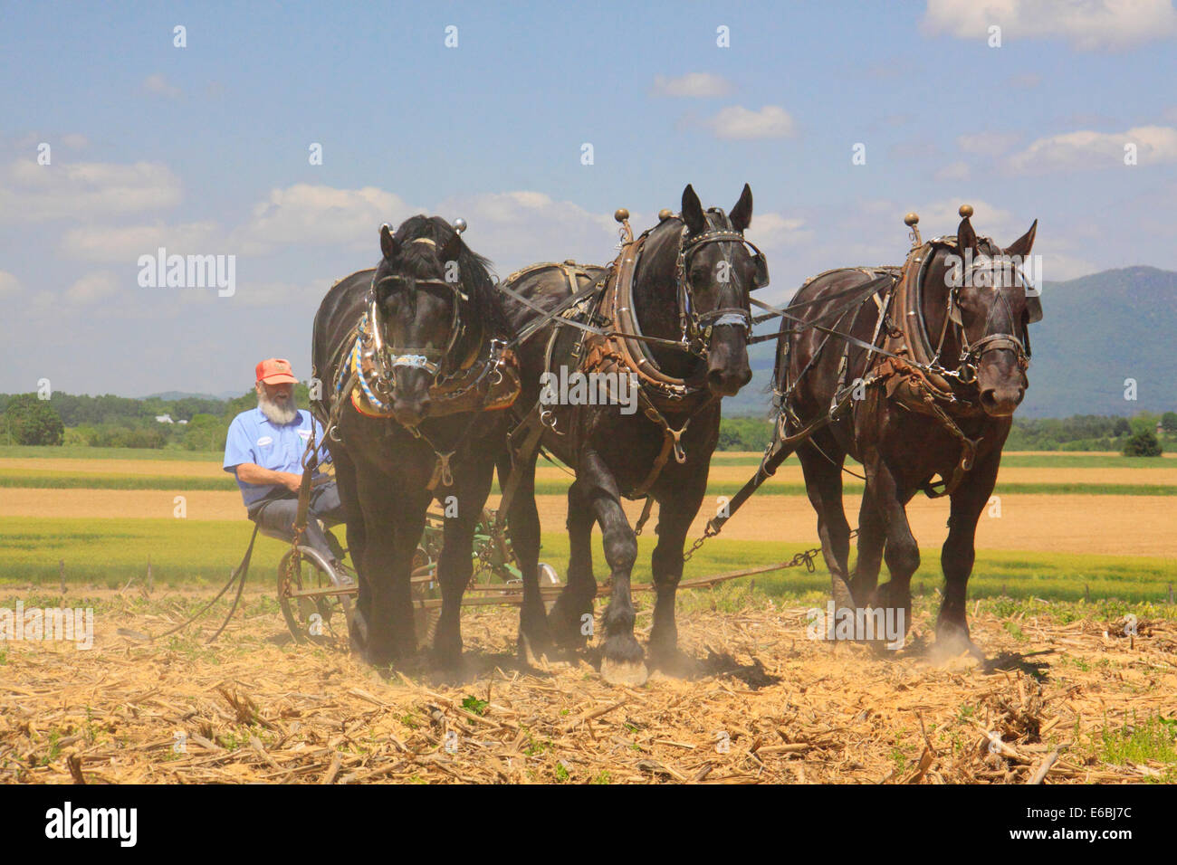 Team of Percheron Horses Plowing, Virginia Percheron Association Field ...