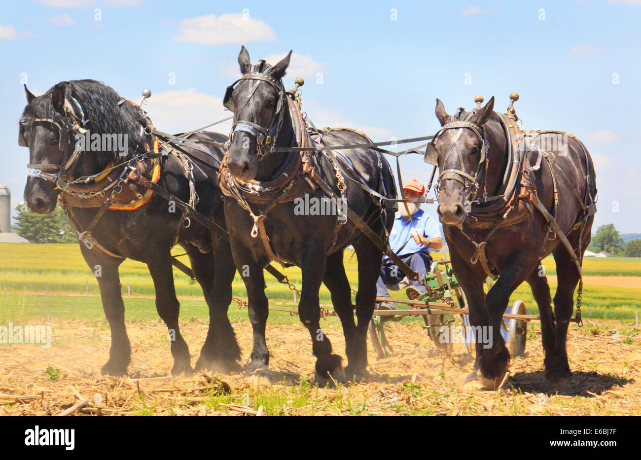Draft horse farming percheron team hi-res stock photography and images ...