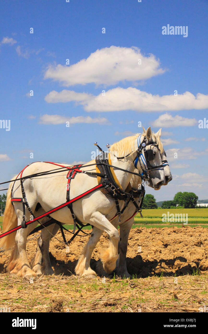 Draft horse farming percheron team hi-res stock photography and images ...