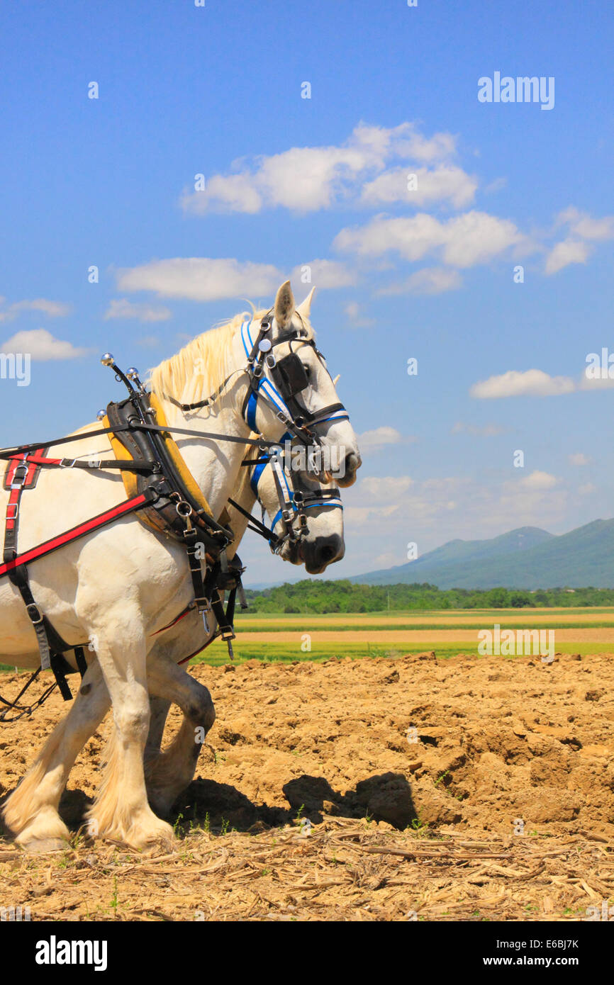 Team of Percheron Horses Plowing, Virginia Percheron Association Field ...