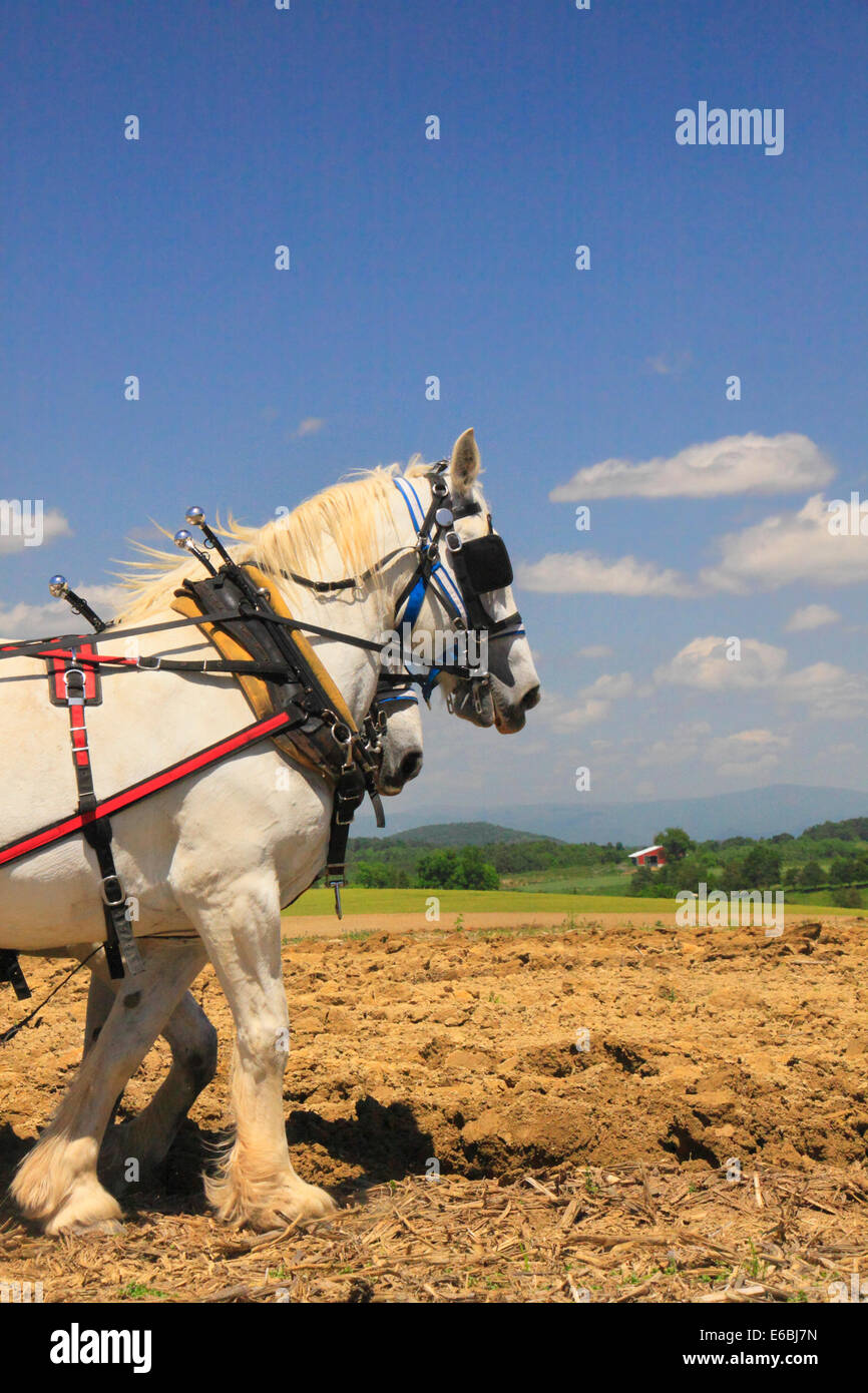 Draft horse farming percheron team hi-res stock photography and images ...