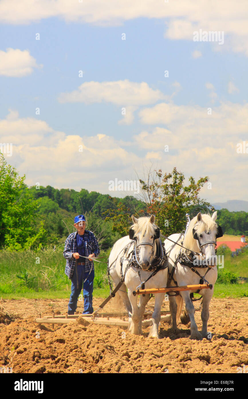 Team of Percheron Horses Smoothing Furrows, Virginia Percheron ...