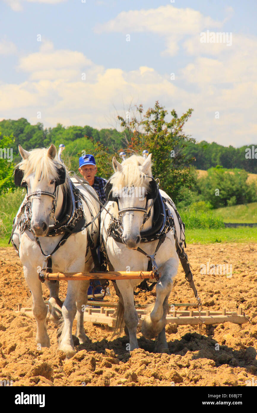 Team of Percheron Horses Smoothing Furrows, Virginia Percheron ...