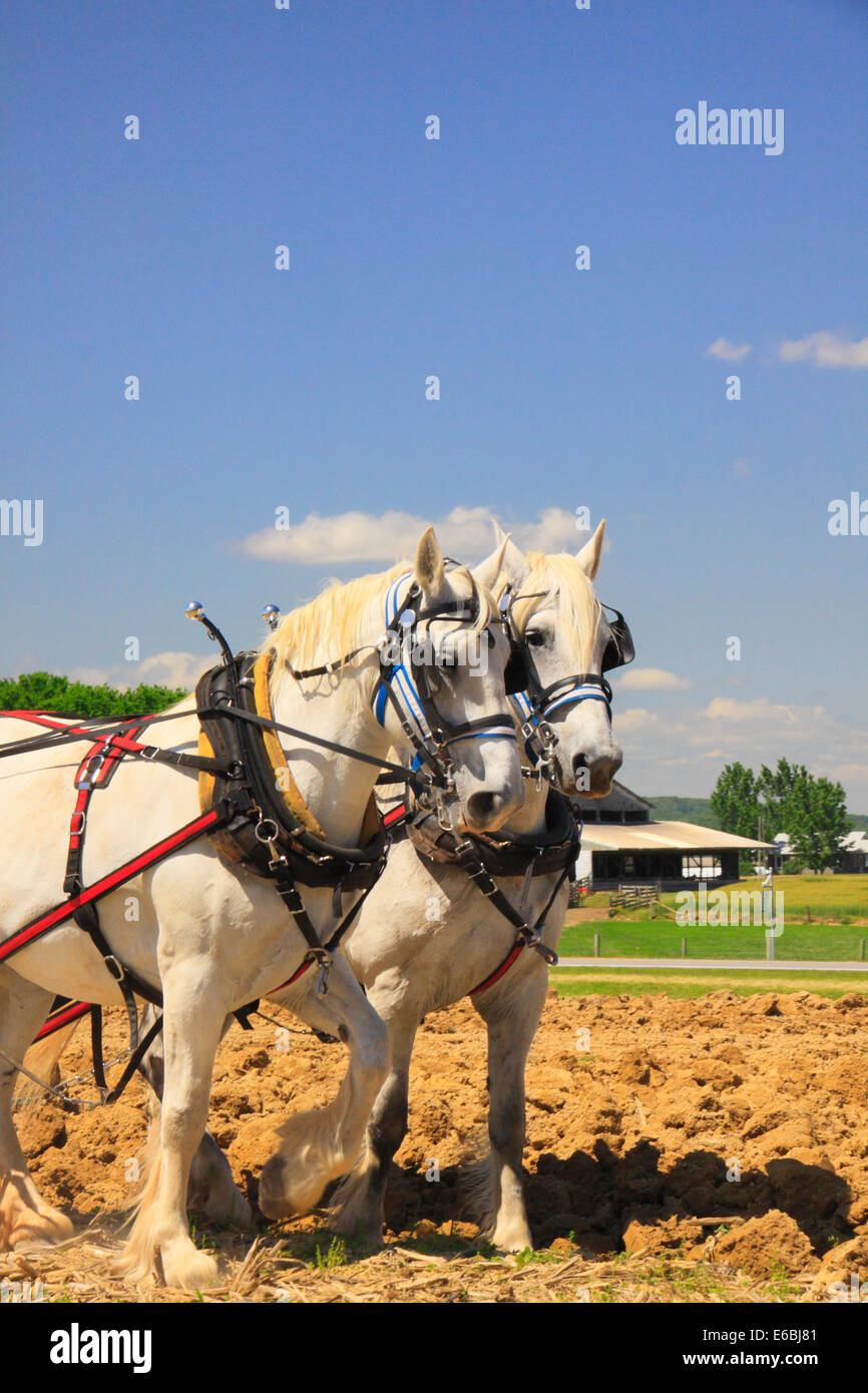 Draft horse farming percheron team hi-res stock photography and images ...