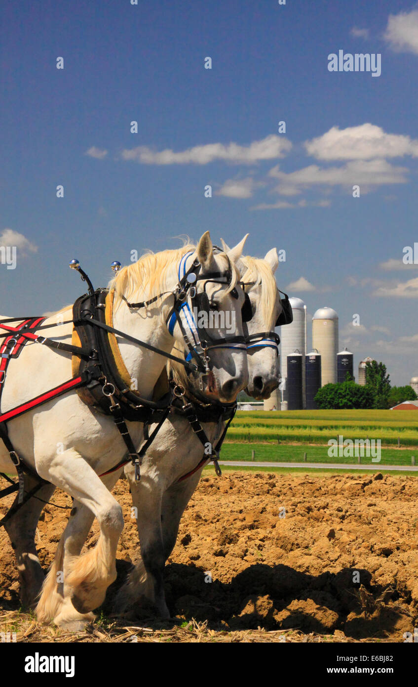 Draft horse farming percheron team hi-res stock photography and images ...