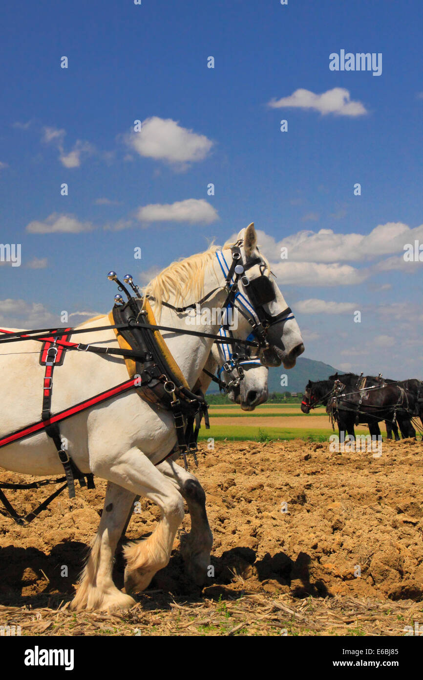 Team of Percheron Horses Plowing, Virginia Percheron Association Field ...