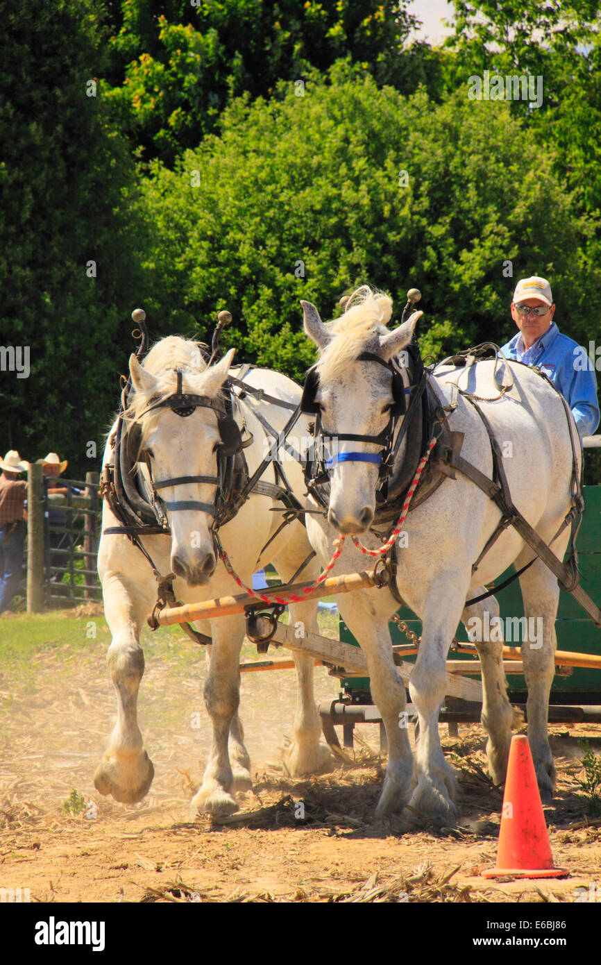 Team of Percheron Horses Pulling a Wagon, Virginia Percheron ...