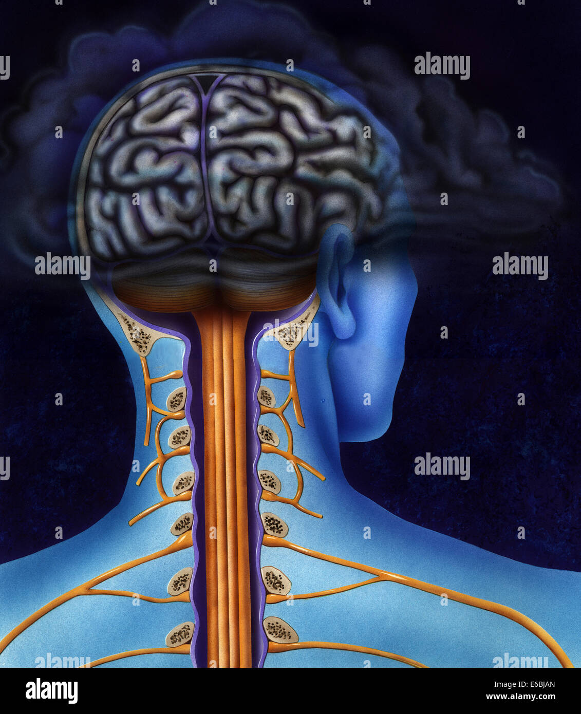 Vertebrae head diagram High Resolution Stock Photography and Images - Alamy