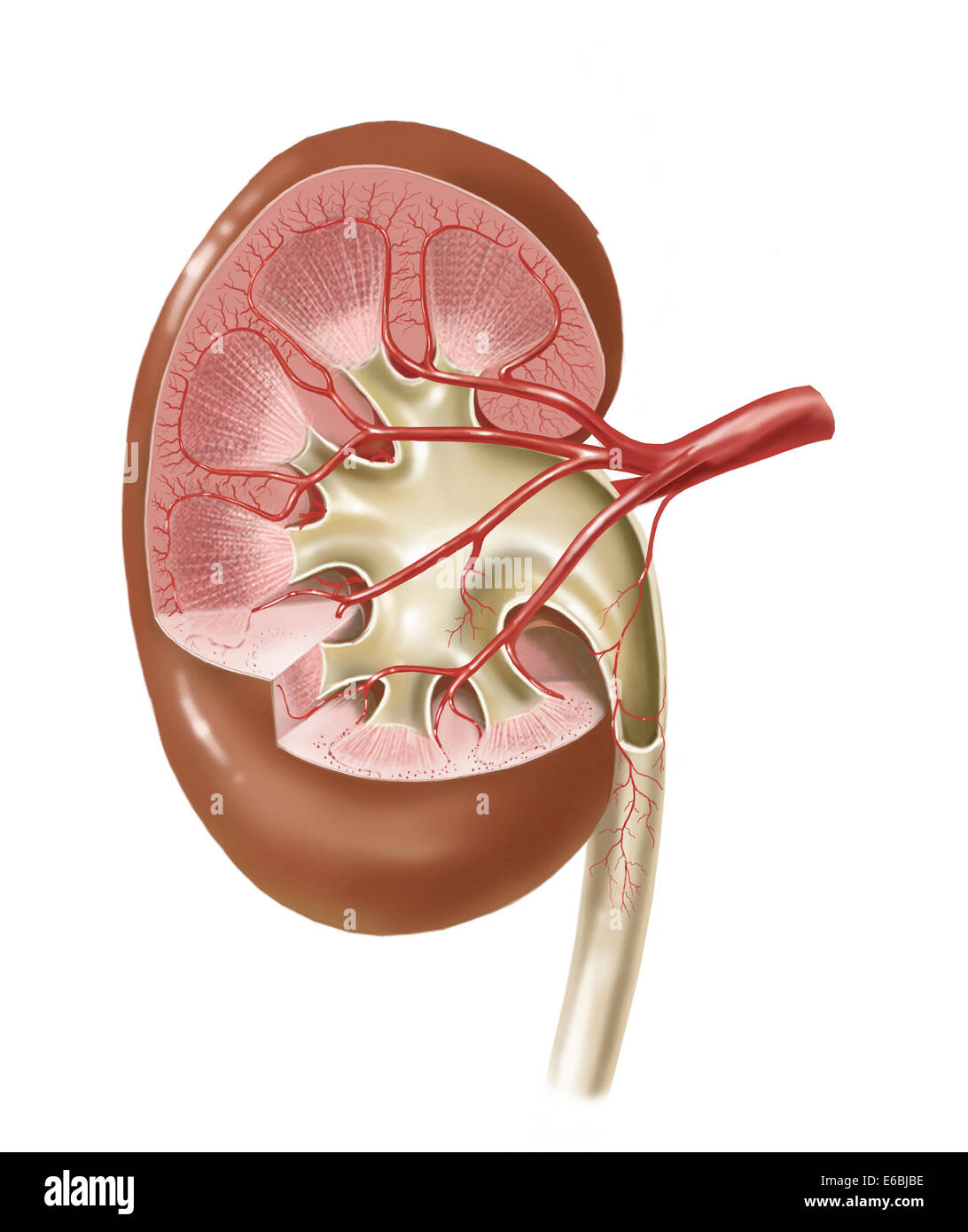 Human kidney with artery Stock Photo - Alamy