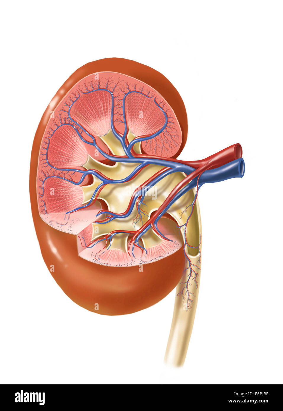 Renal Capsule Stock Photos & Renal Capsule Stock Images - Alamy