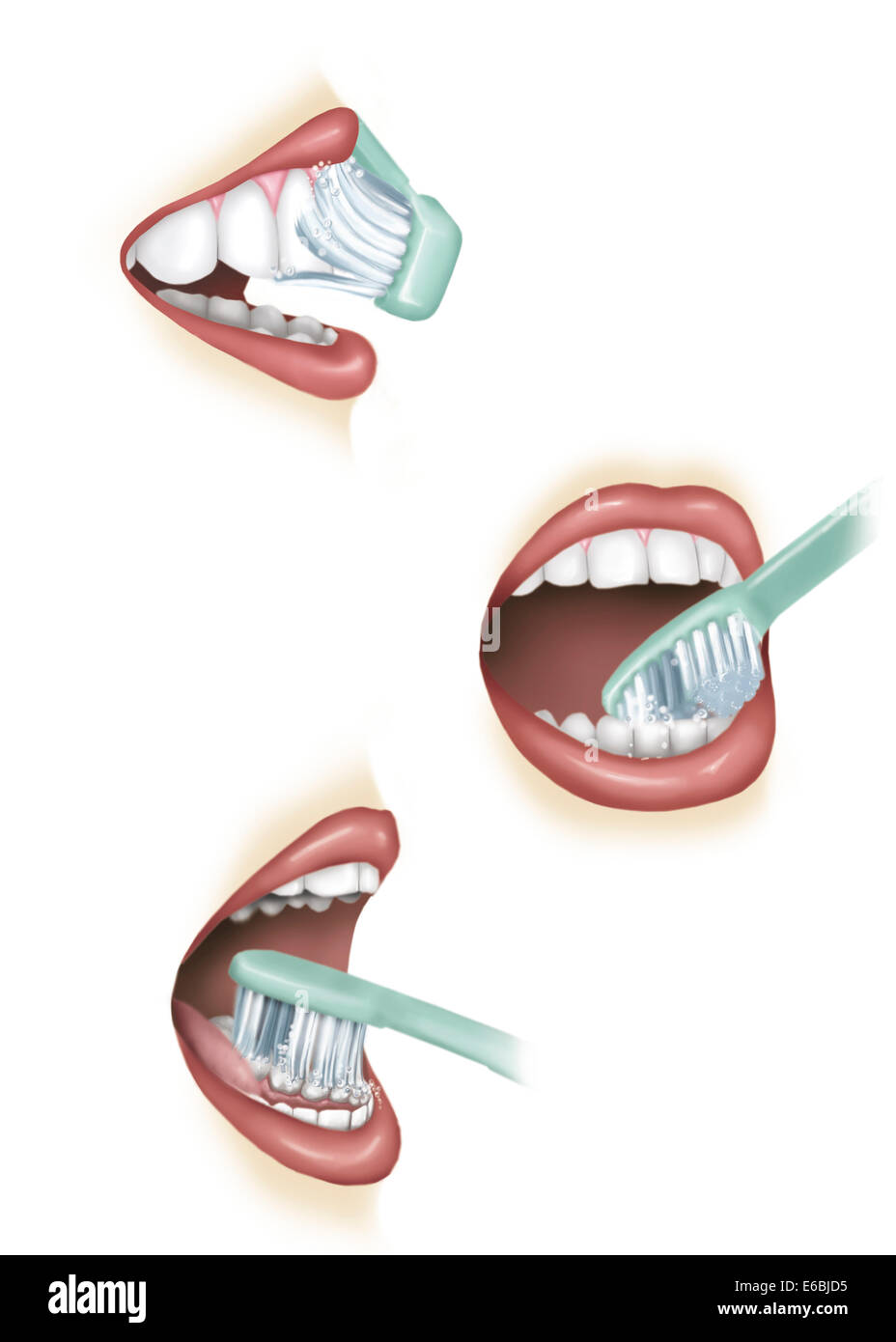 Proper Brushing High Resolution Stock Photography and Images - Alamy