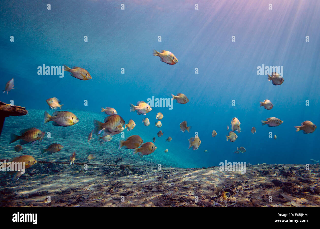 A school of Bluegill and Sunfish appear to swim toward the light from ...