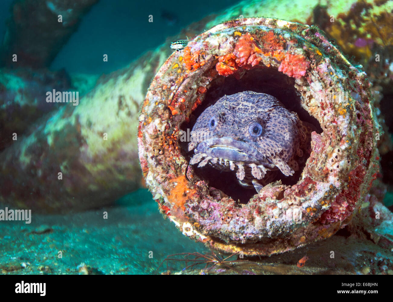 Toadfish hi-res stock photography and images - Alamy