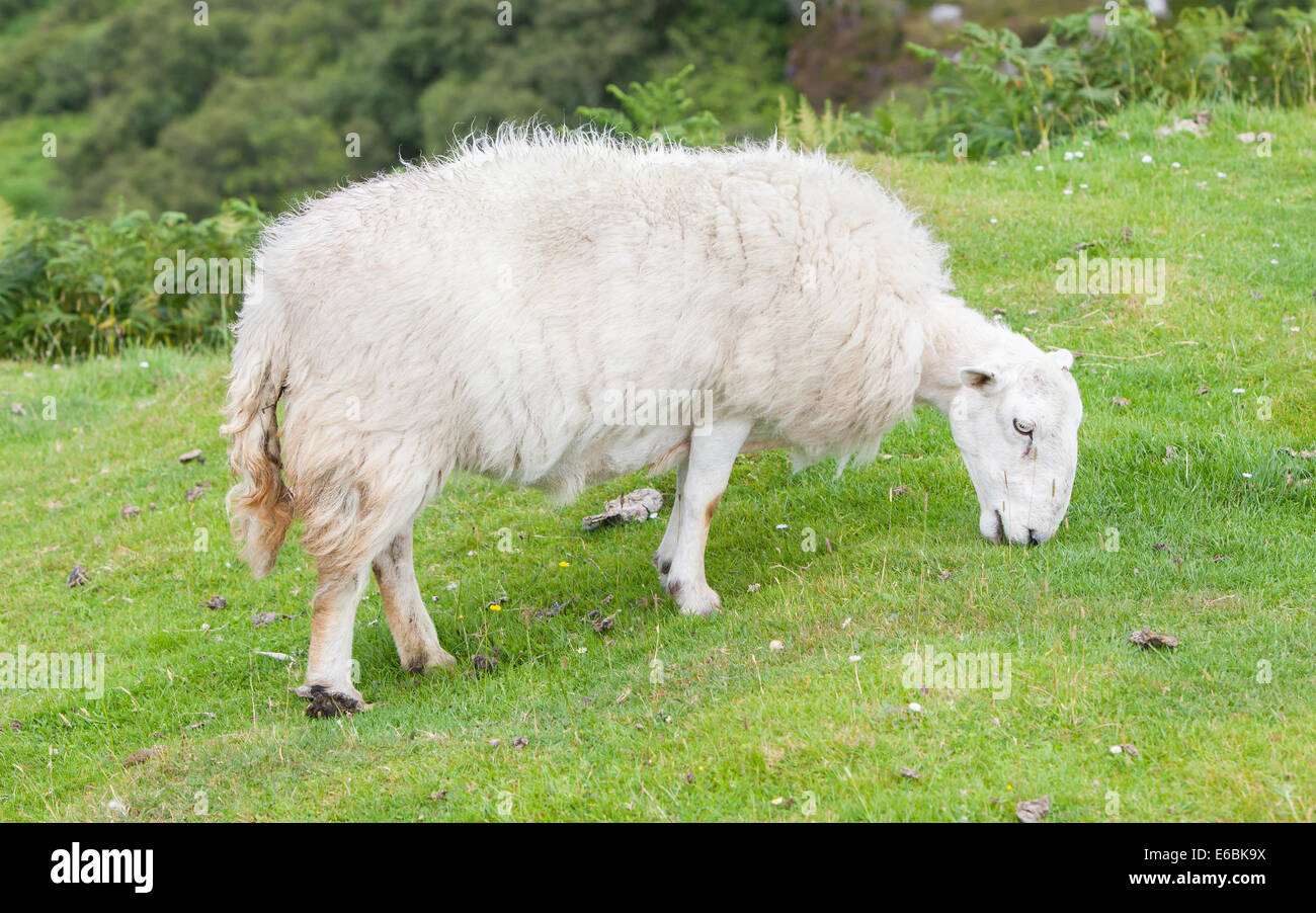Woolly sheep hi-res stock photography and images - Alamy