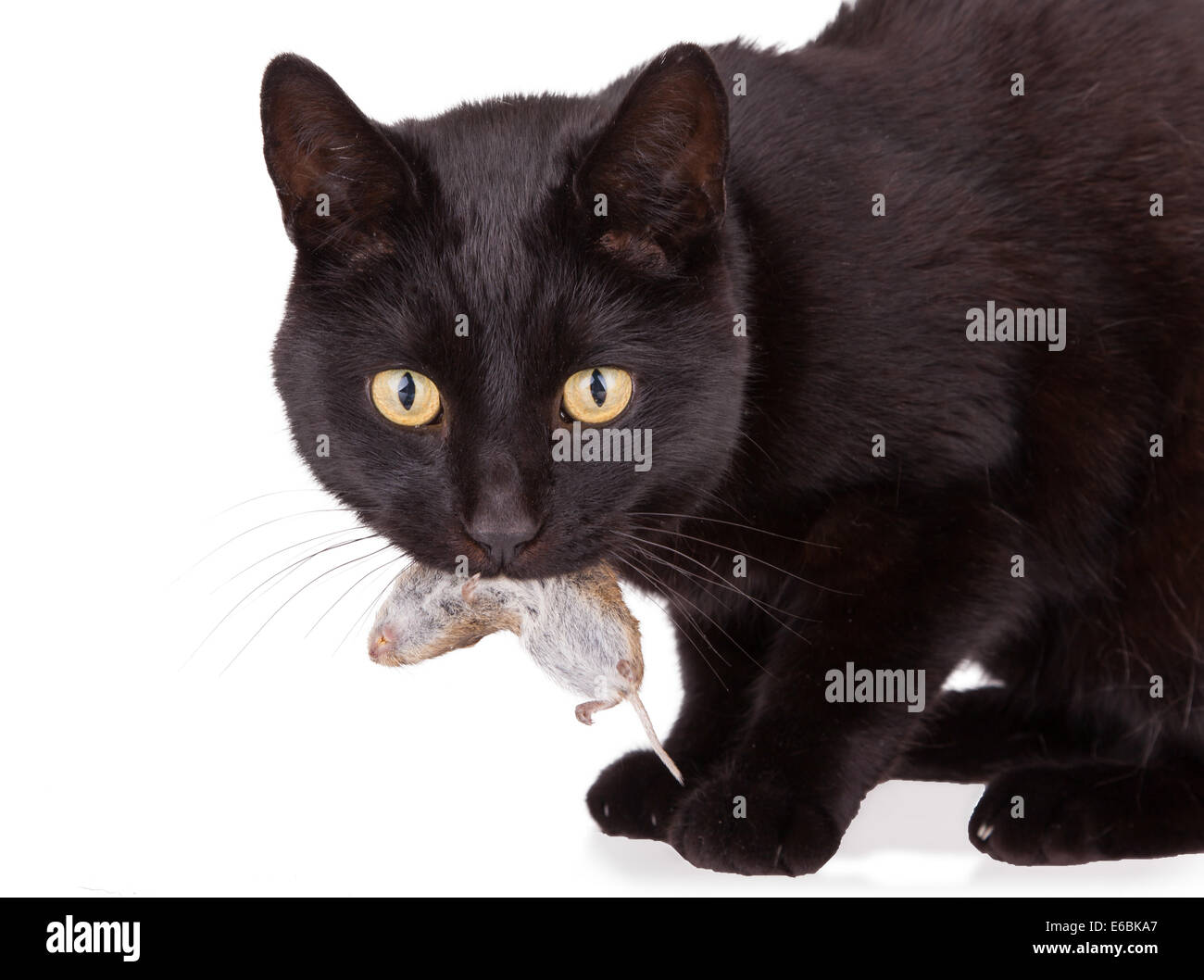 Close up of a black cat with his prey, a dead mouse Stock Photo - Alamy