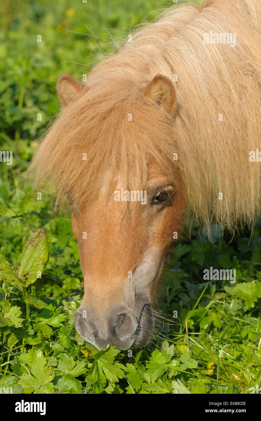 Shetland pony hi-res stock photography and images - Alamy
