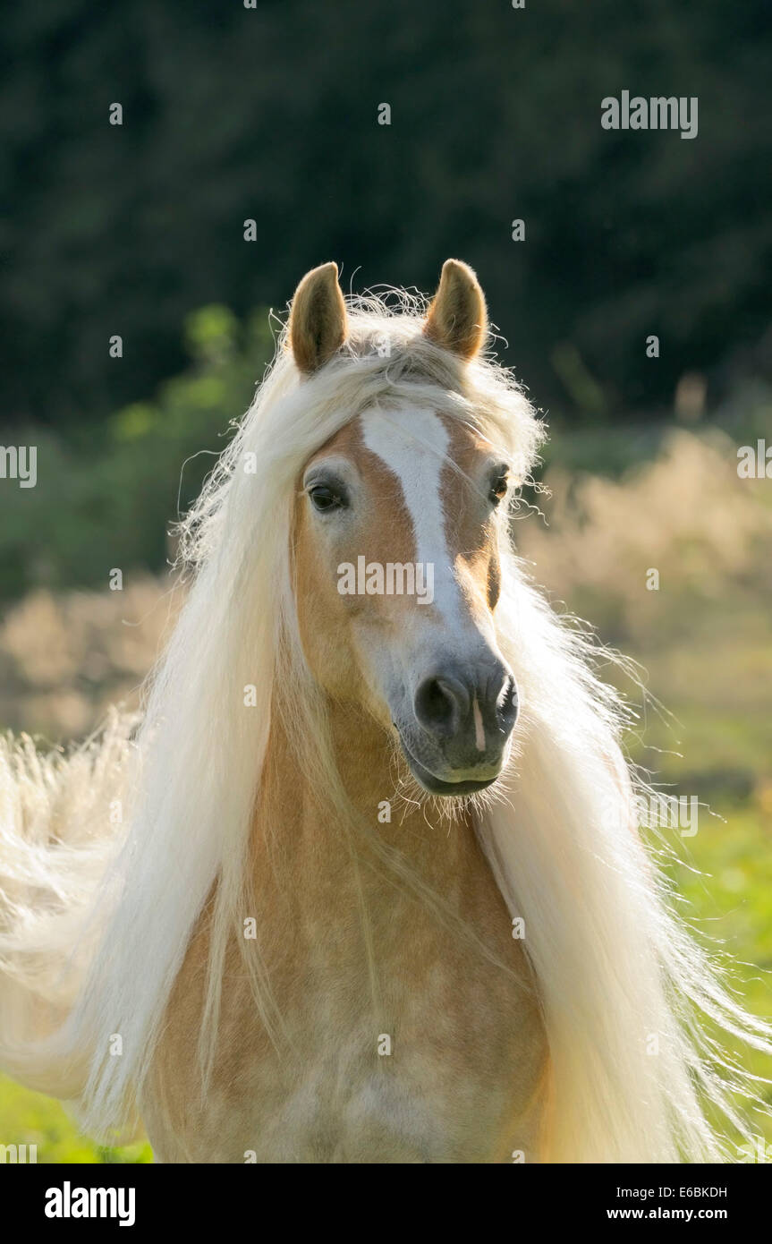 Haflinger horse with a long mane Stock Photo - Alamy