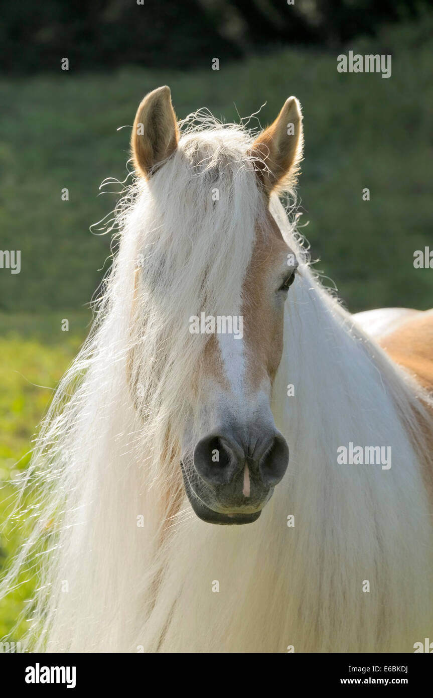 Haflinger horse with a very lon mane Stock Photo - Alamy