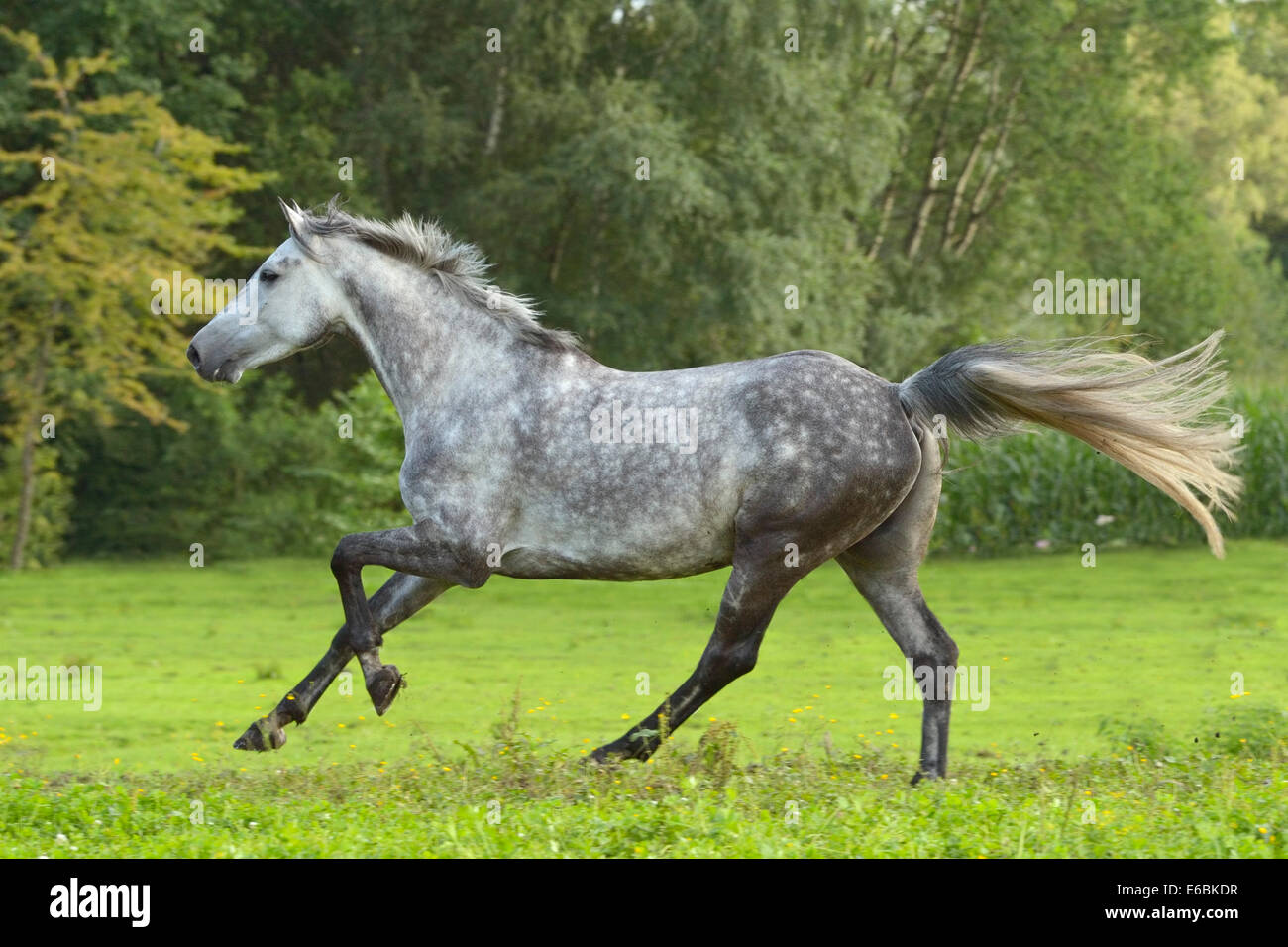 Holstein horse hi-res stock photography and images - Alamy