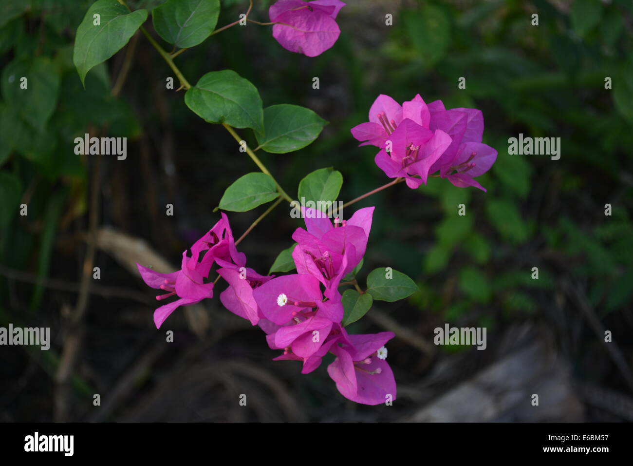 Trunk flower hi-res stock photography and images - Alamy