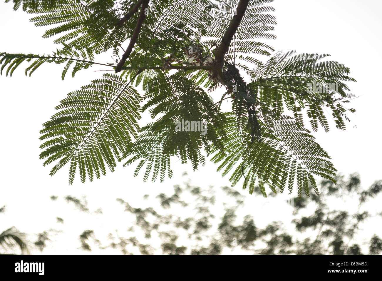 Ipil Ipil High Resolution Stock Photography and Images - Alamy