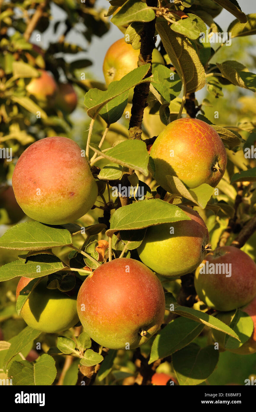 Three apple tree hi-res stock photography and images - Alamy