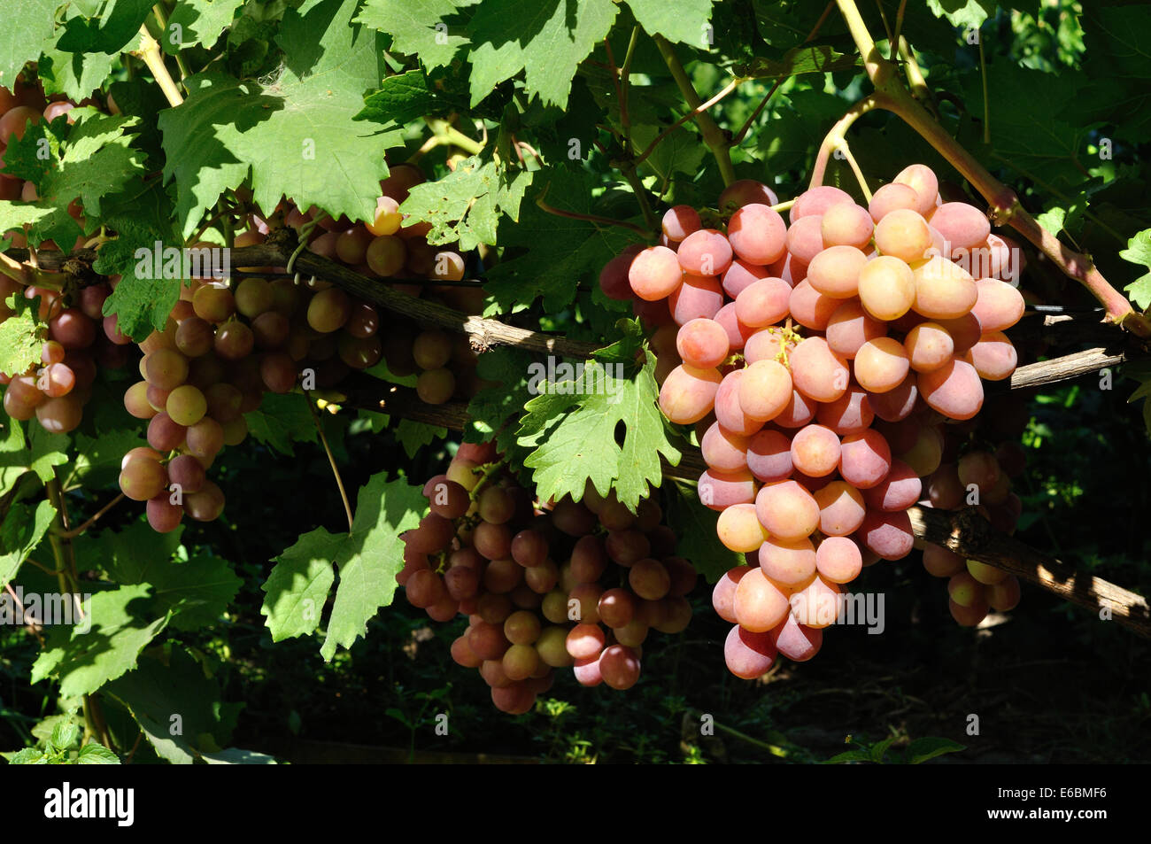 Pink raceme hi-res stock photography and images - Alamy