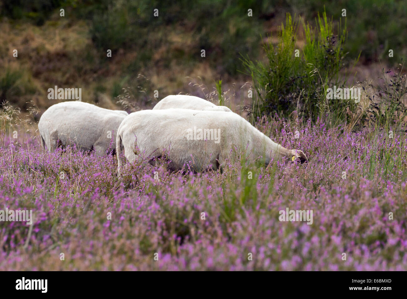 Landscape preservation with Sheeps in the Heather Stock Photo - Alamy