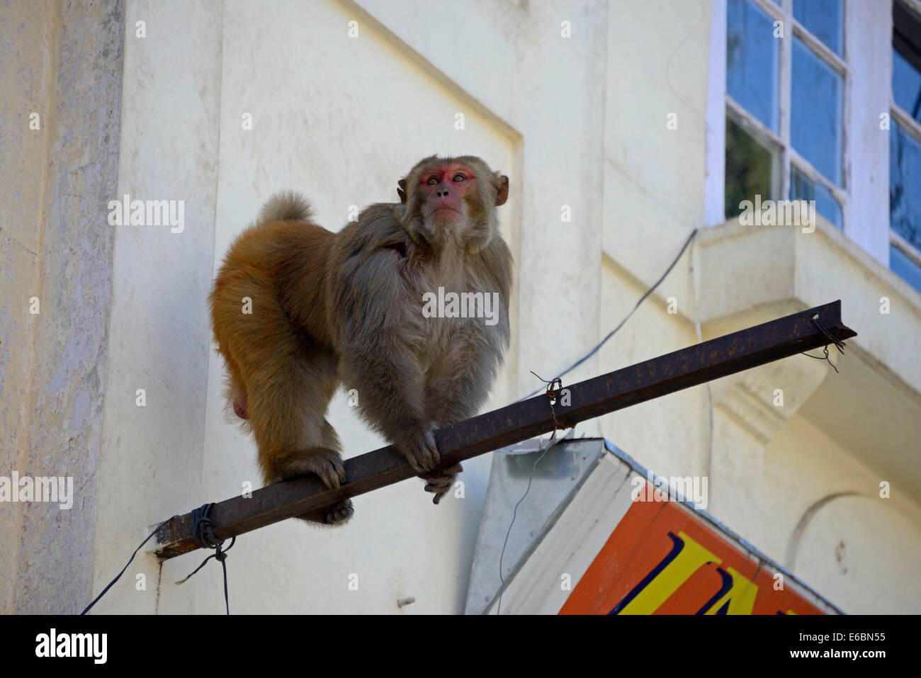 A Rhesus male monkey roams all over Shimla, creating a real nuisance to ...