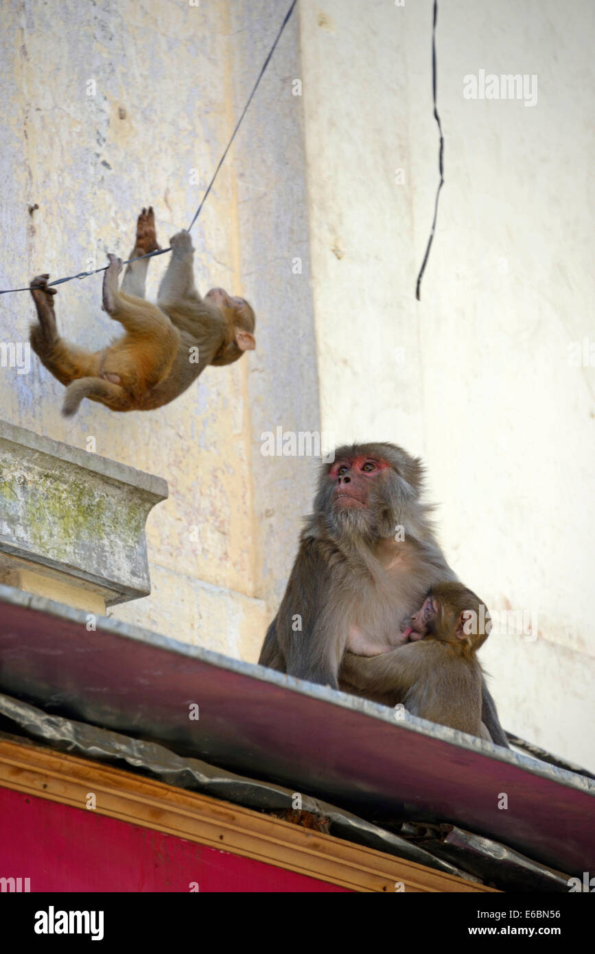 Shimla wildlife hi-res stock photography and images - Alamy