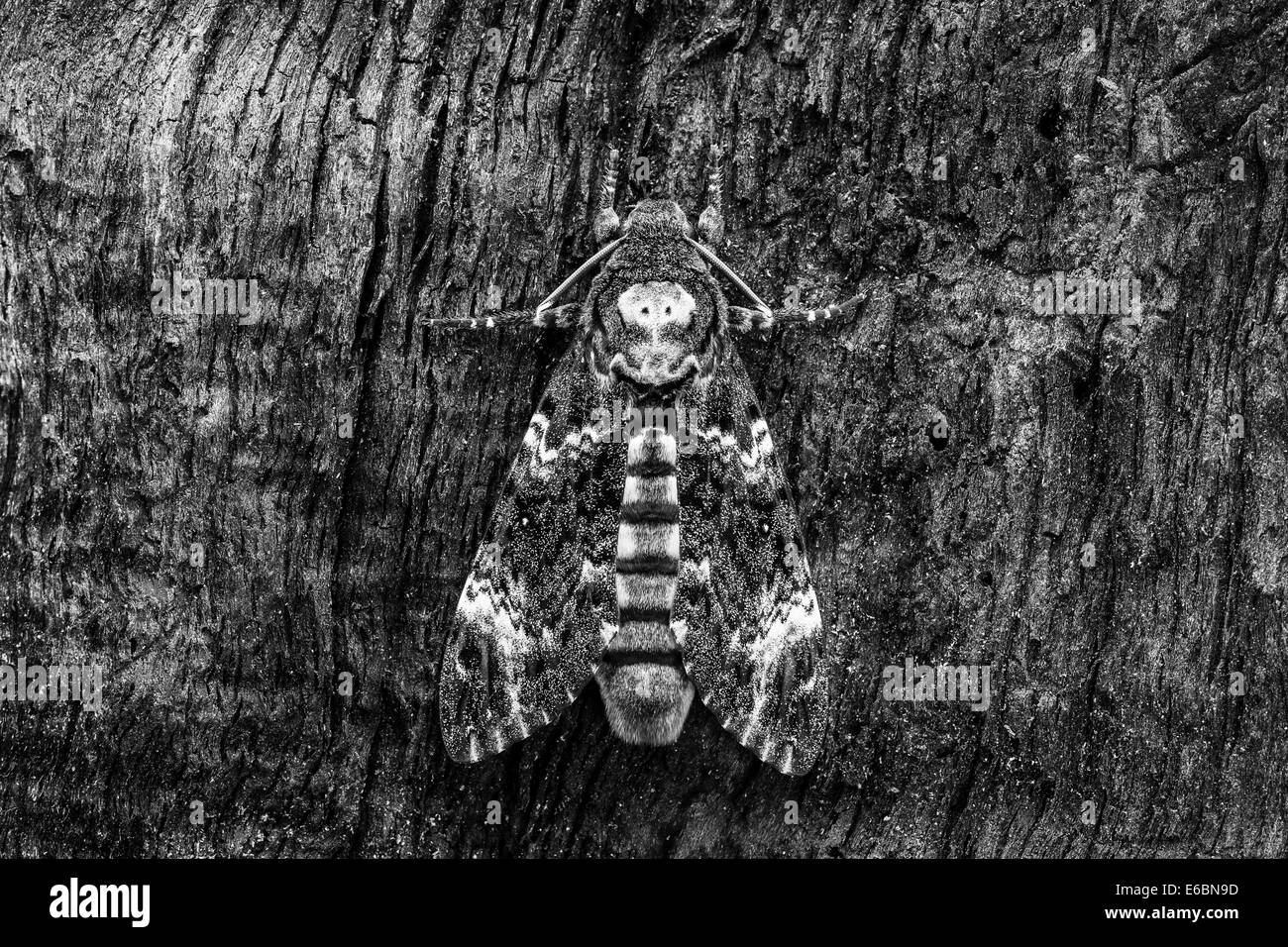 Death's Head Hawkmoth (Acherontia atropos) resting on rough wood. This ...