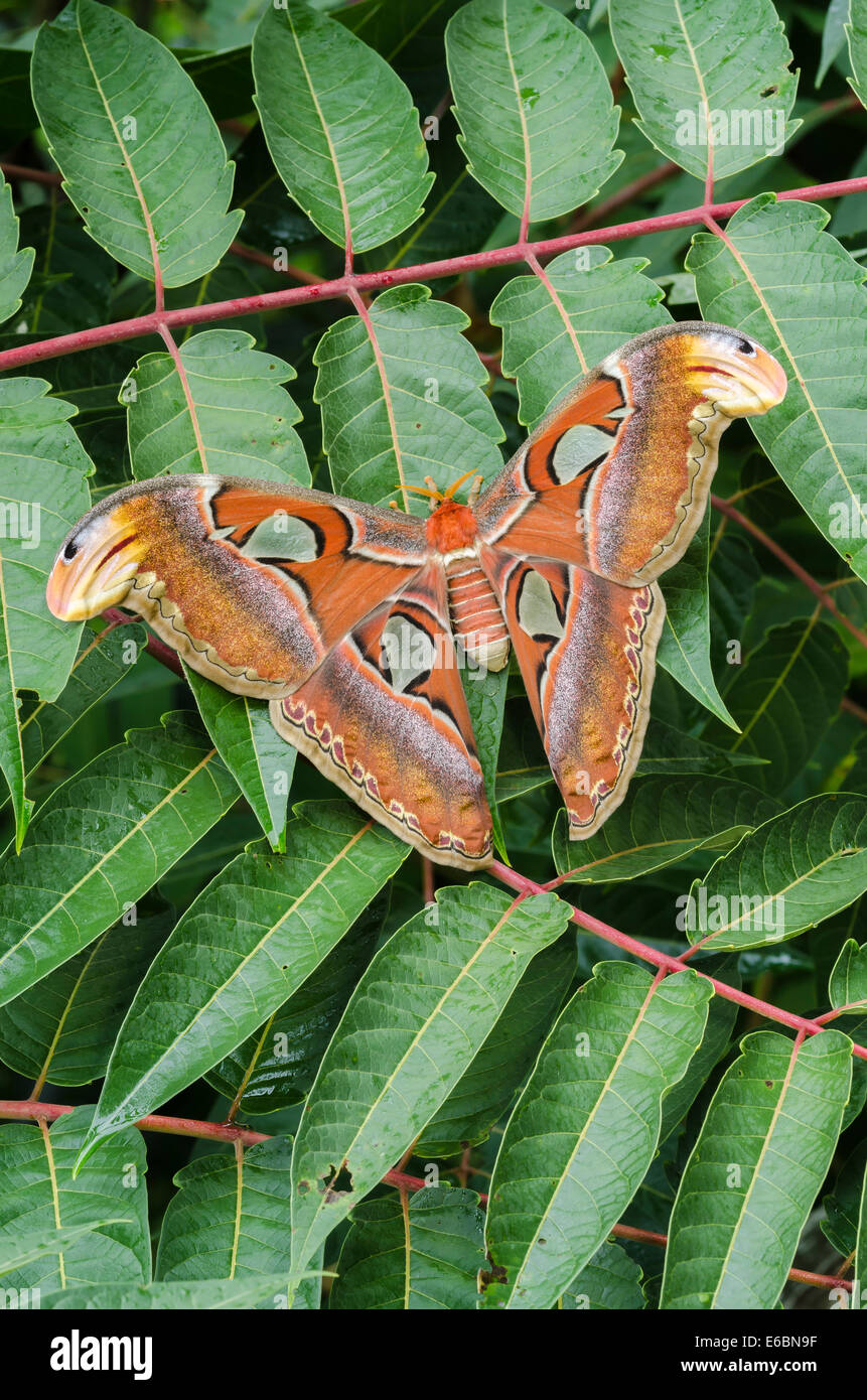Atlas Moth (Attacus atlas) female sitting on Tree of Heaven (Ailanthus ...