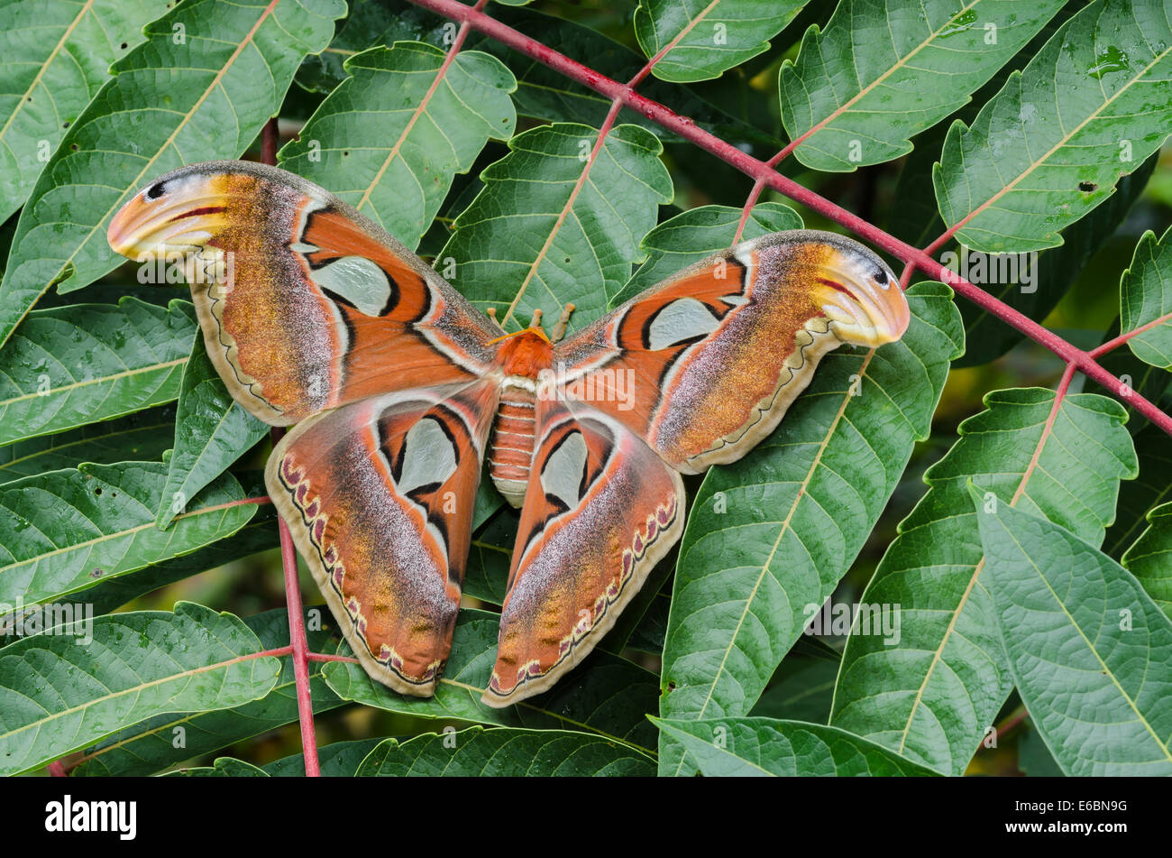 Atlas Moth (Attacus atlas) female sitting on Tree of Heaven (Ailanthus ...