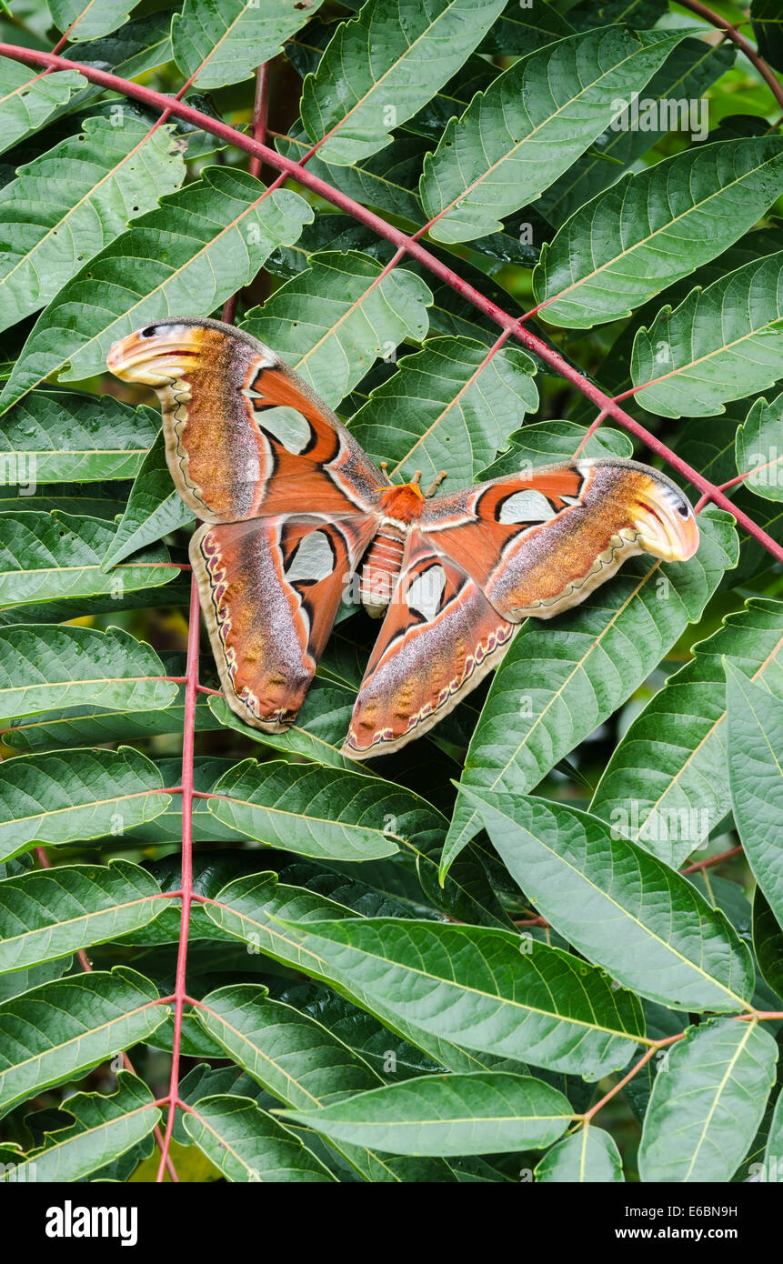 Atlas Moth (Attacus atlas) female sitting on Tree of Heaven (Ailanthus ...