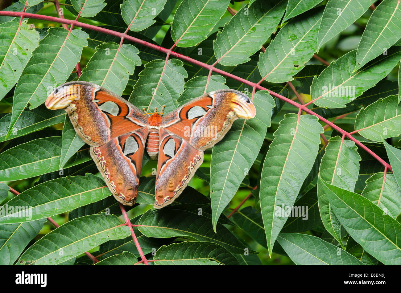 Atlas Moth (Attacus atlas) female sitting on Tree of Heaven (Ailanthus ...