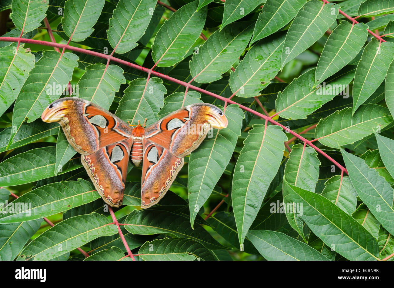 Atlas Moth (Attacus atlas) female sitting on Tree of Heaven (Ailanthus ...