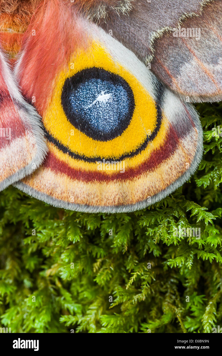 Bullseye moth hi-res stock photography and images - Alamy