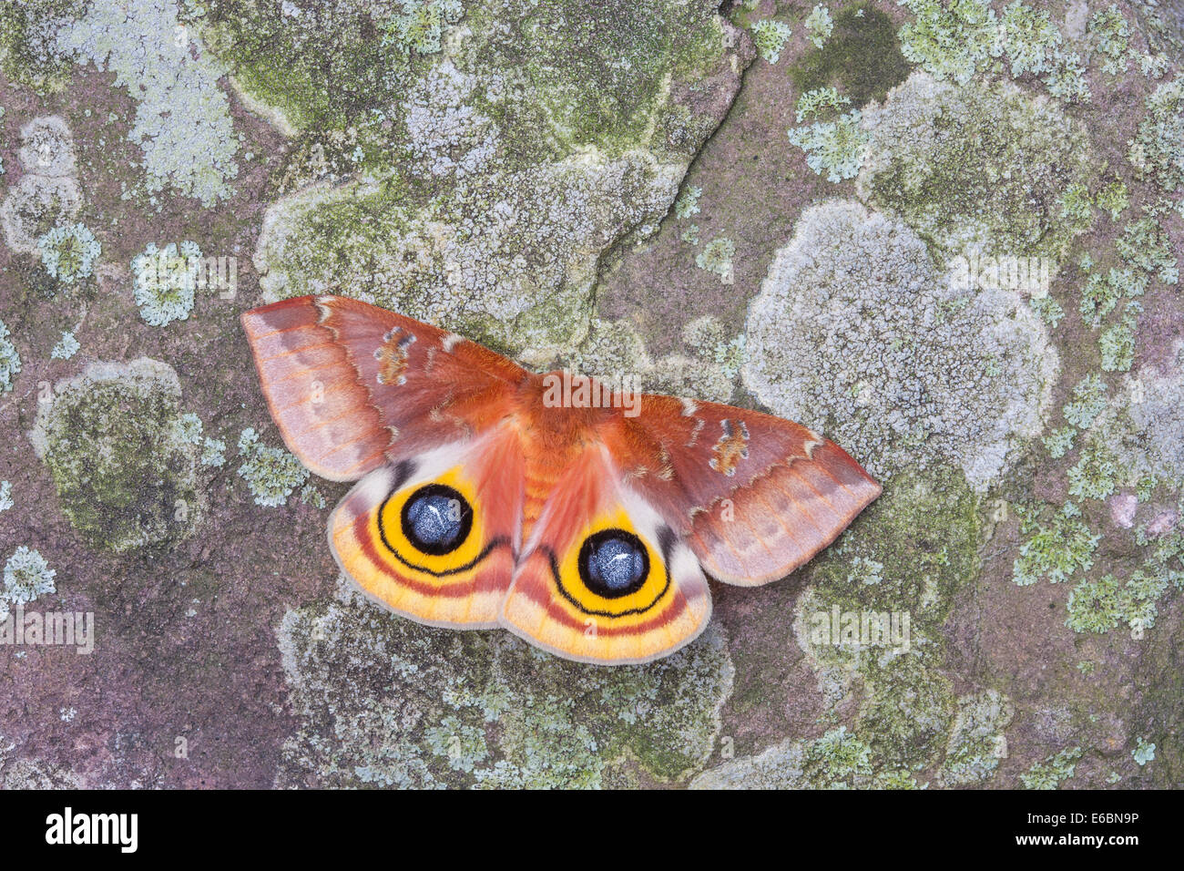 Io moth automeris io hi-res stock photography and images - Alamy