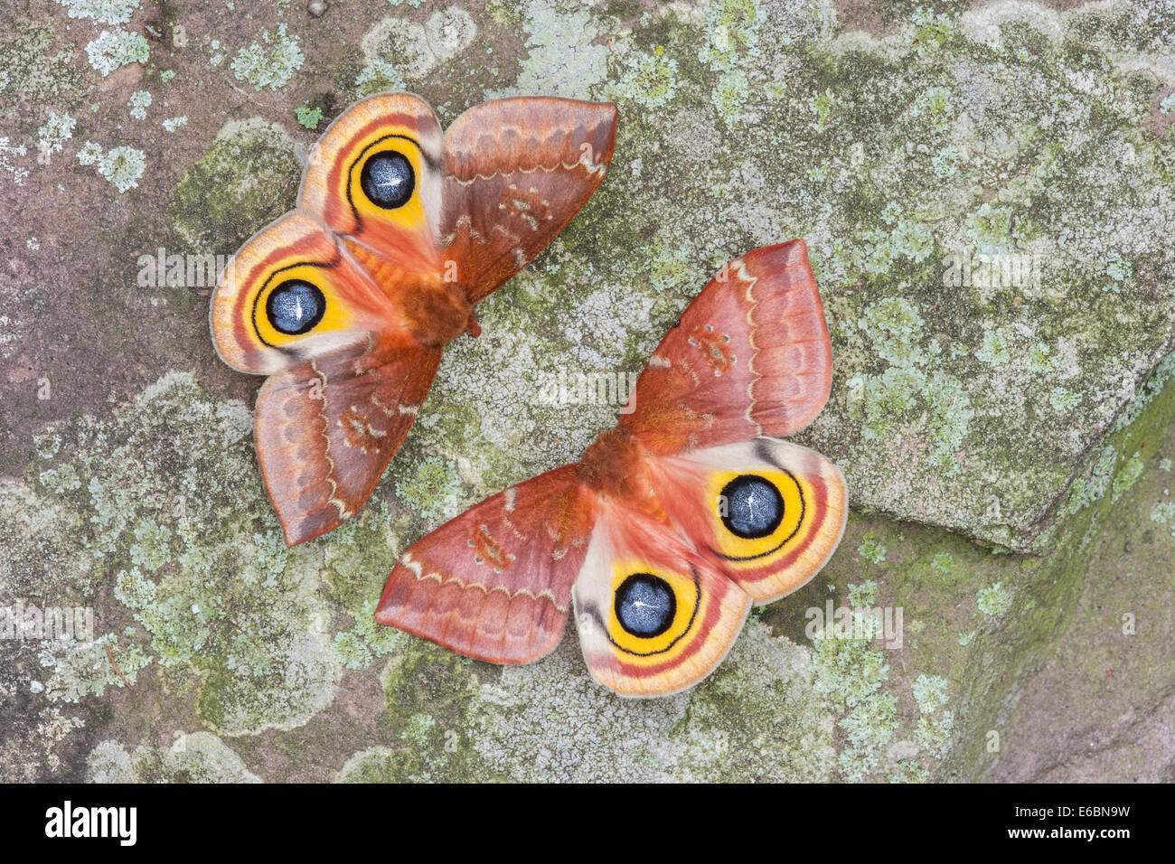 Bullseye moth High Resolution Stock Photography and Images - Alamy